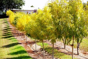 Gallery | Toowoomba Tree Farms