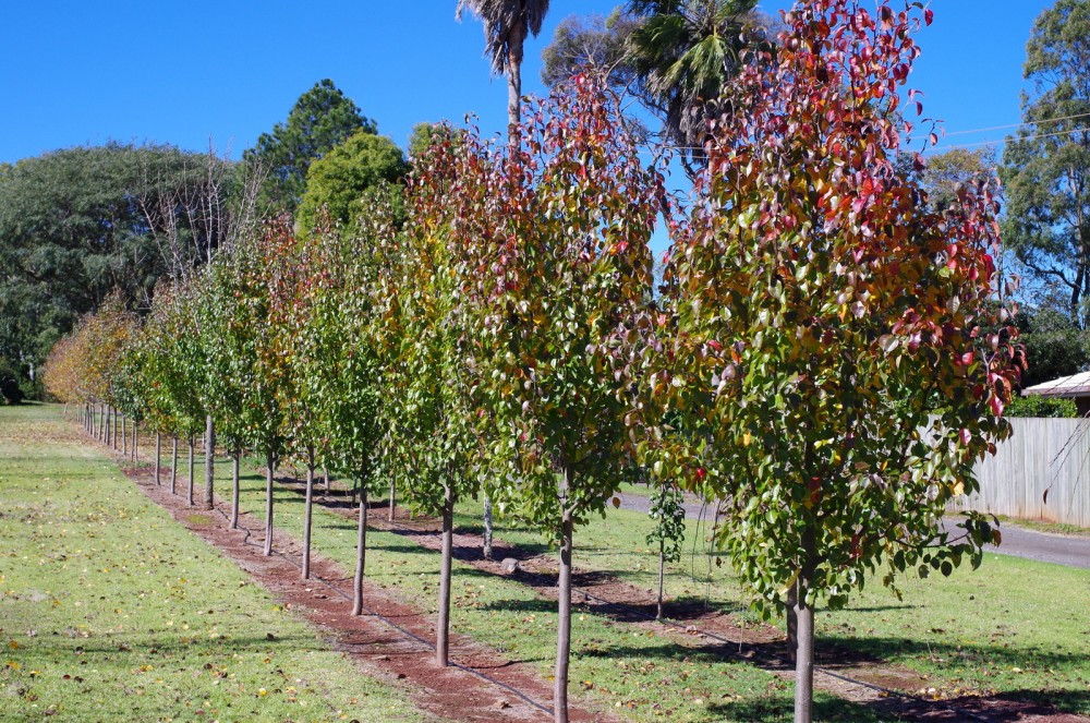 Gallery | Toowoomba Tree Farms