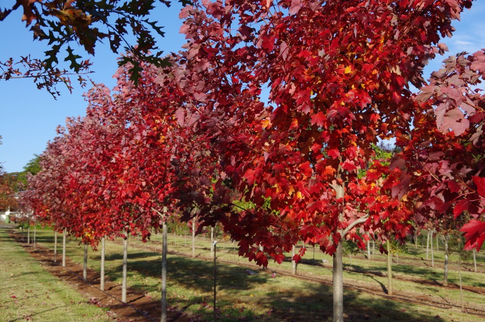Gallery | Toowoomba Tree Farms