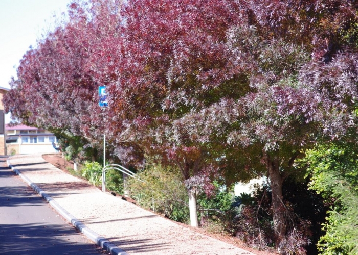 Toowoomba Tree Farms