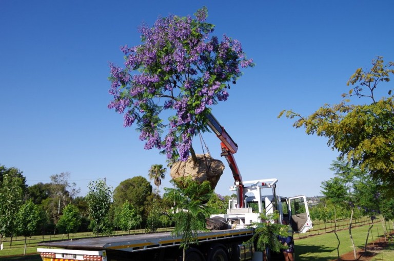 Gallery | Toowoomba Tree Farms
