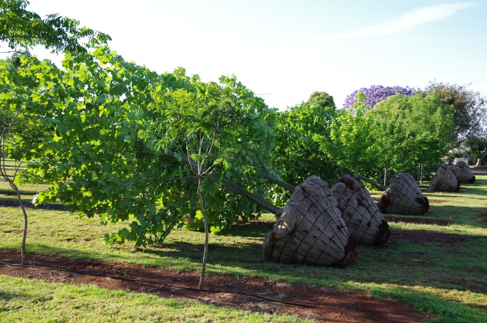 Gallery | Toowoomba Tree Farms