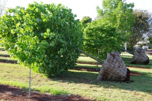 Gallery | Toowoomba Tree Farms