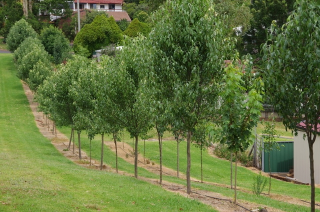Available Trees | Toowoomba Tree Farms