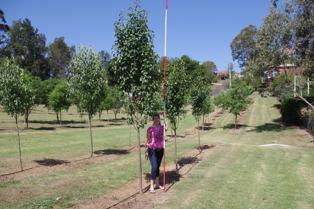 Available Trees | Toowoomba Tree Farms