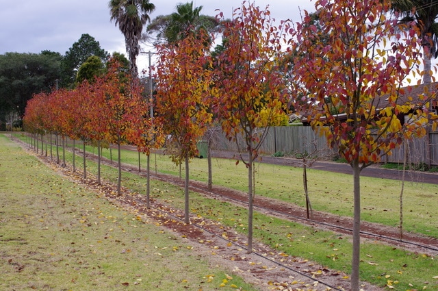Available Trees | Toowoomba Tree Farms