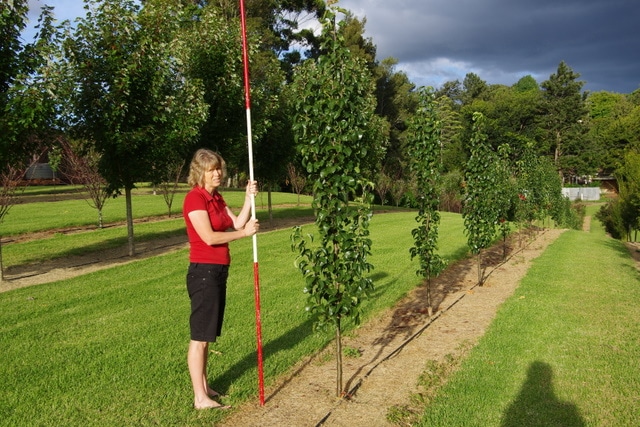 Available Trees | Toowoomba Tree Farms