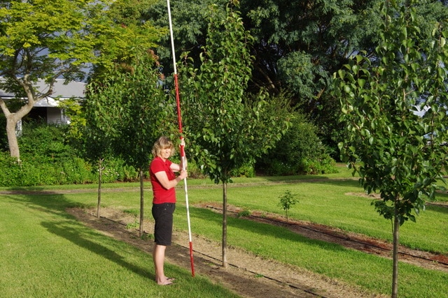 Available Trees | Toowoomba Tree Farms