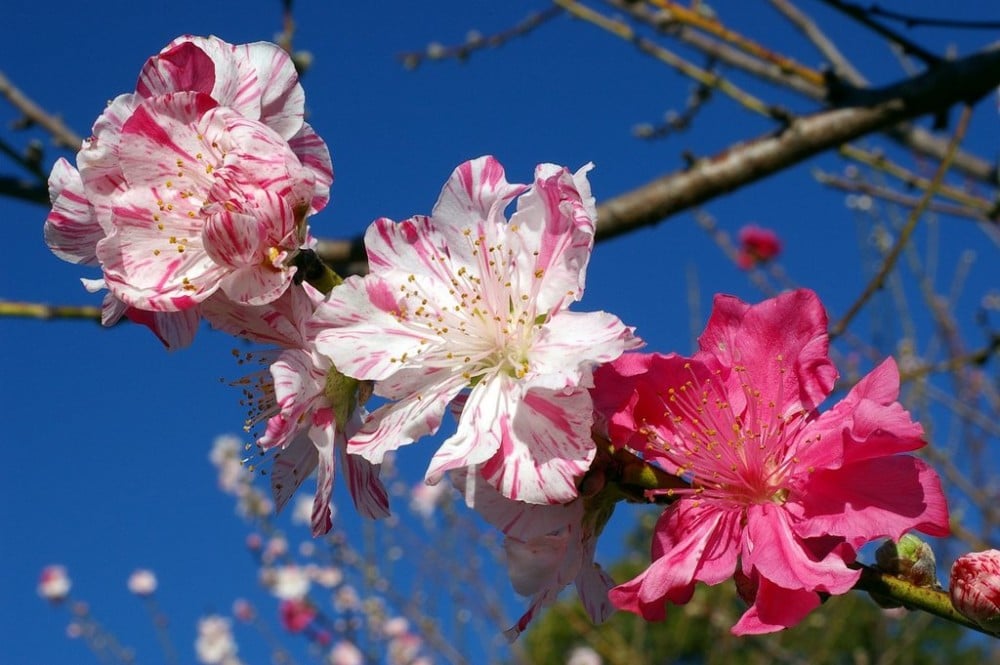 Available Trees | Toowoomba Tree Farms