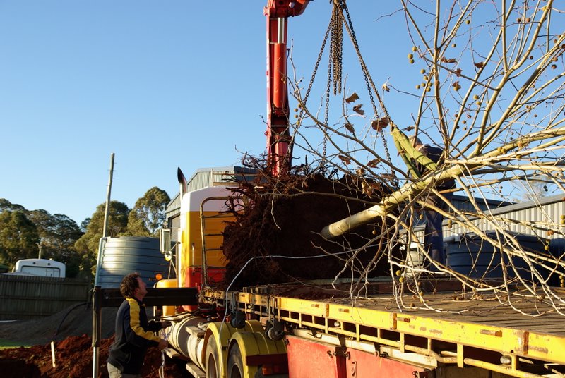 Gallery | Toowoomba Tree Farms
