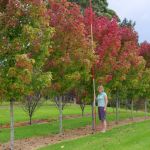 Gallery - Toowoomba Tree Farms
