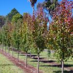 Gallery - Toowoomba Tree Farms