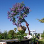 Gallery | Toowoomba Tree Farms