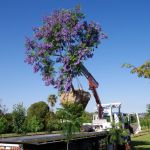 Gallery - Toowoomba Tree Farms