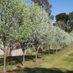 Gallery | Toowoomba Tree Farms